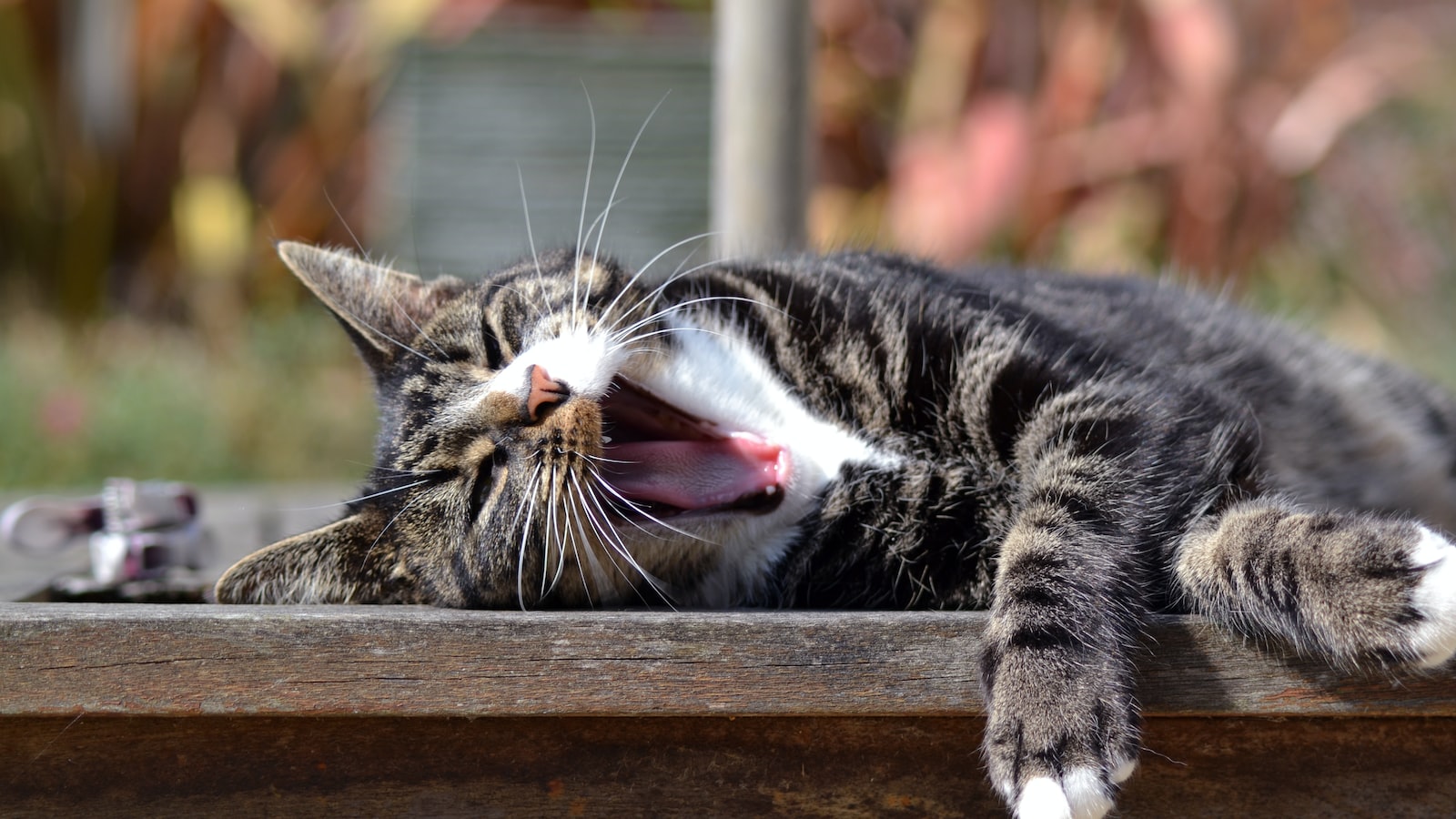 Can I request a walking safari with a specific focus, such as ...